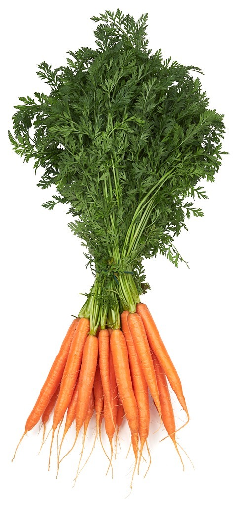 Knol/Wortelgroenten - Panneman Passie voor Vers